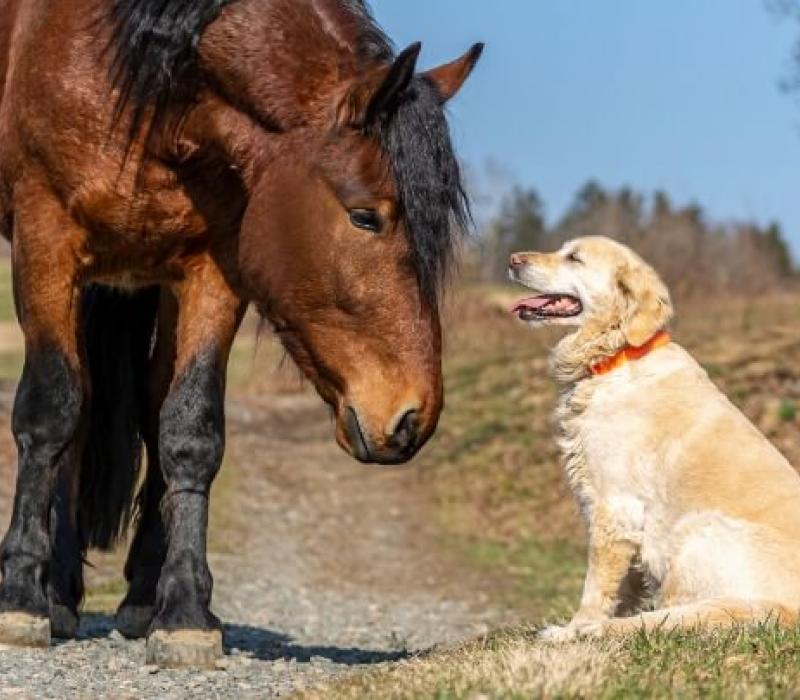 IMRAB® 3 & IMRAB® 3 TF | Boehringer Ingelheim Animal Health